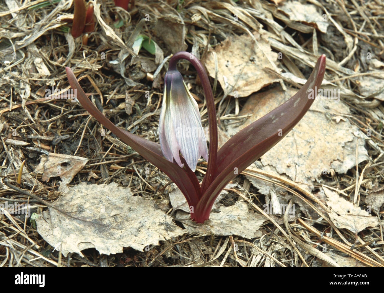 Wild Alpine Flower Dens Canis Erythronium pushing through the last year ...