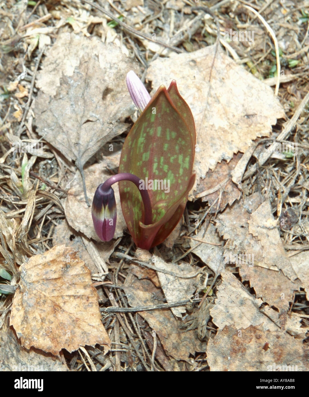 Wild Alpine Flower Dens Canis Erythronium pushing through the last year ...