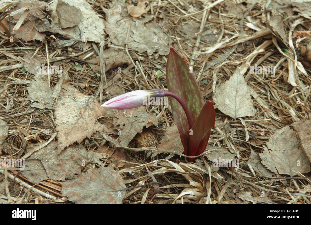 Wild Alpine Flower Dens Canis Erythronium pushing through the last year ...