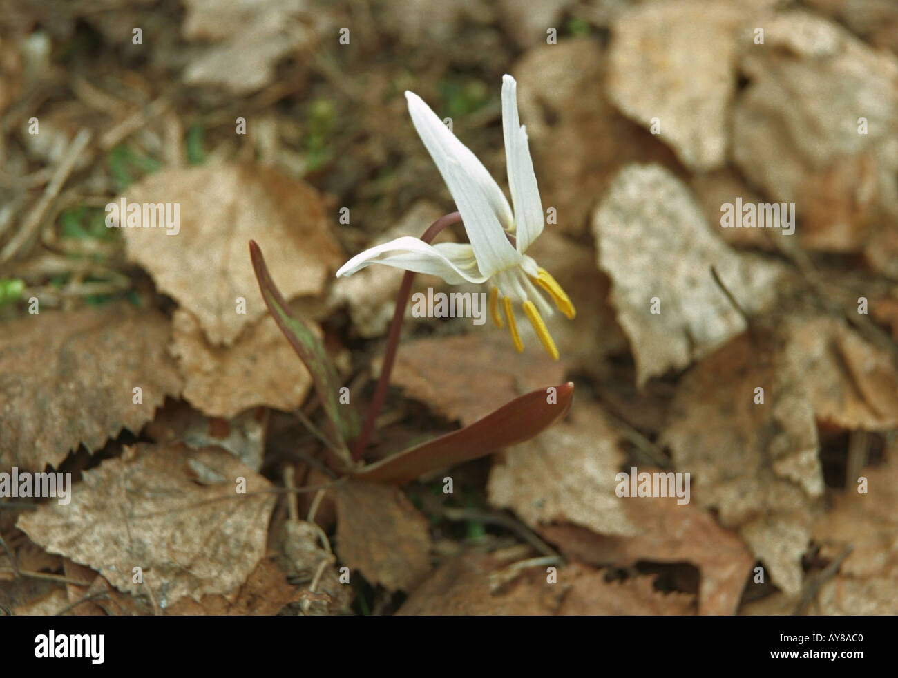 Wild Alpine Flower Dens Canis Erythronium pushing through the last year ...