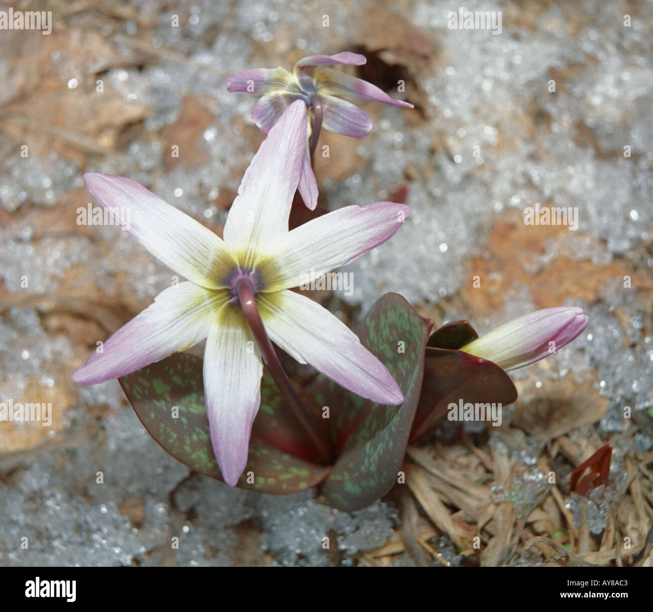 Wild Alpine Flower Dens Canis Erythronium pushing through the last year ...