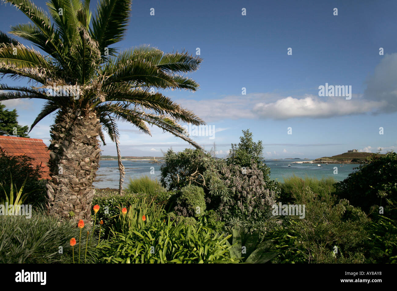 Palm tree sub tropical climate New Grimsby Tresco Isles of Scilly ...