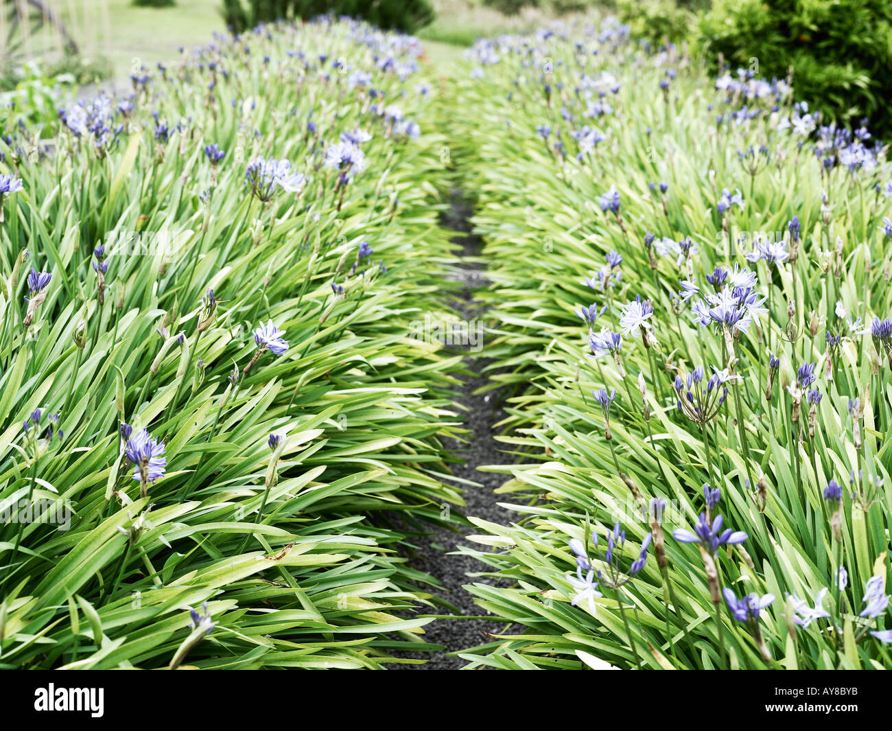 blue agapanthus liliaceae clump forming perennial with evergreen ...