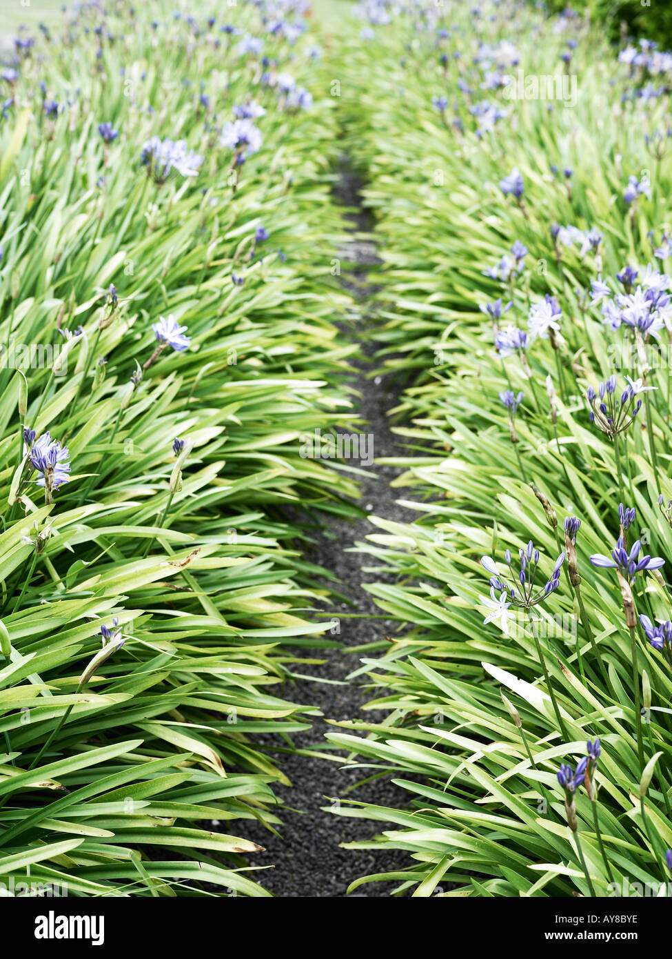 blue agapanthus liliaceae clump forming perennial with evergreen ...