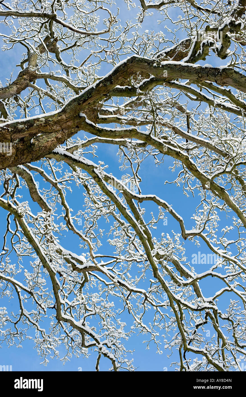 Snow covered oak tree against a blue sky. Oxfordshire, England Stock ...