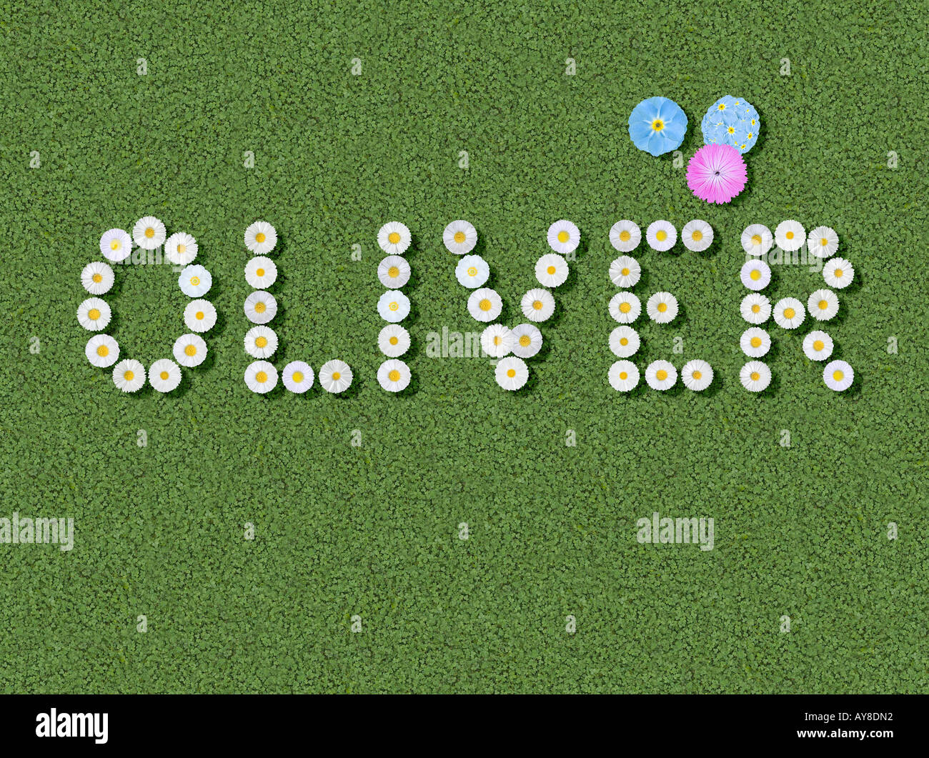 name Oliver written with daisies on clover meadow Stock Photo - Alamy