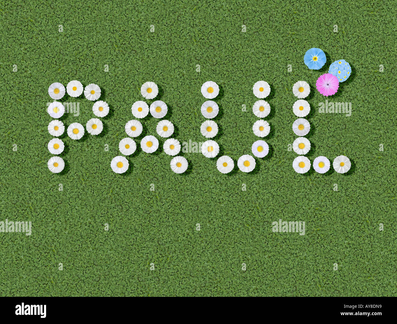 name Paul written with daisies on clover meadow Stock Photo - Alamy