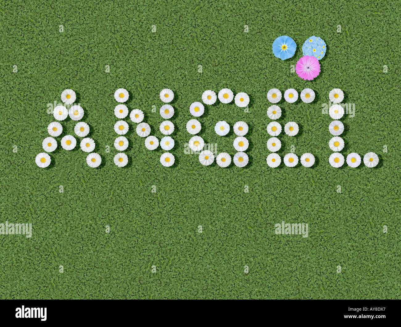 Angel clover hi-res stock photography and images - Alamy