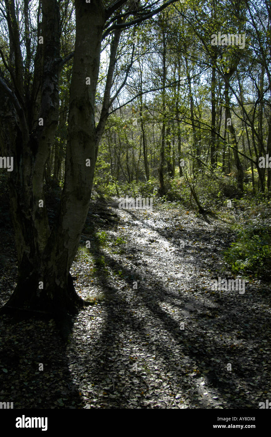 Sunlight through trees at Bawdeswell Heath Norfolk UK Stock Photo - Alamy
