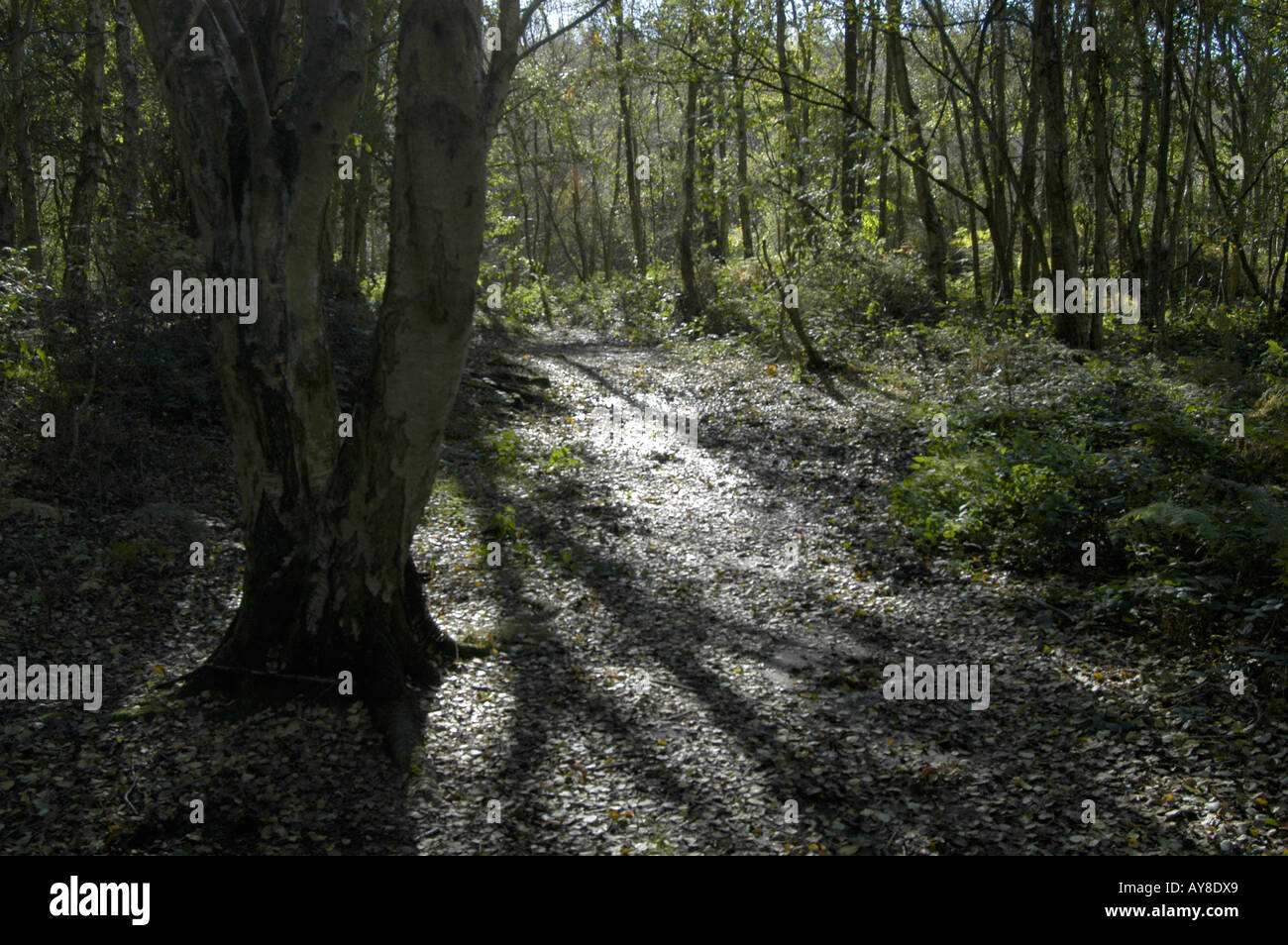 Bawdeswell heath norfolk uk hi-res stock photography and images - Alamy