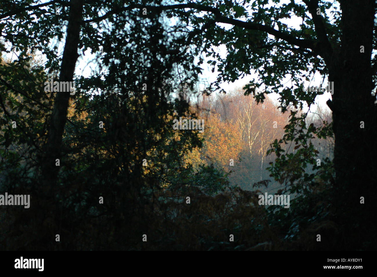 Bawdeswell Heath Norfolk UK Stock Photo - Alamy