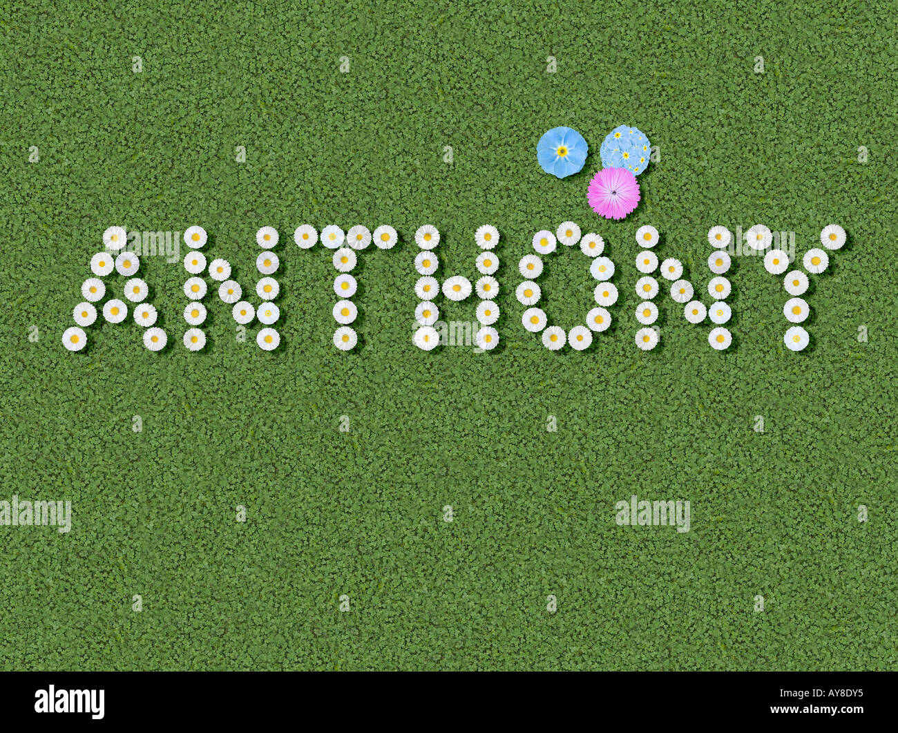 Anthony Name Wallpaper