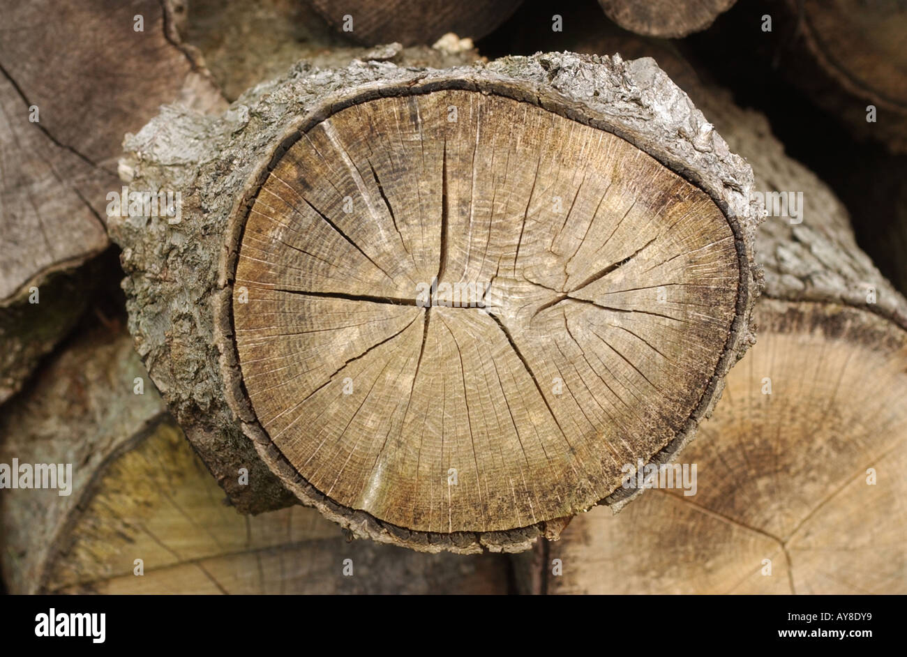 Logs at Foxley Wood the largest remaining block of ancient woodland in ...