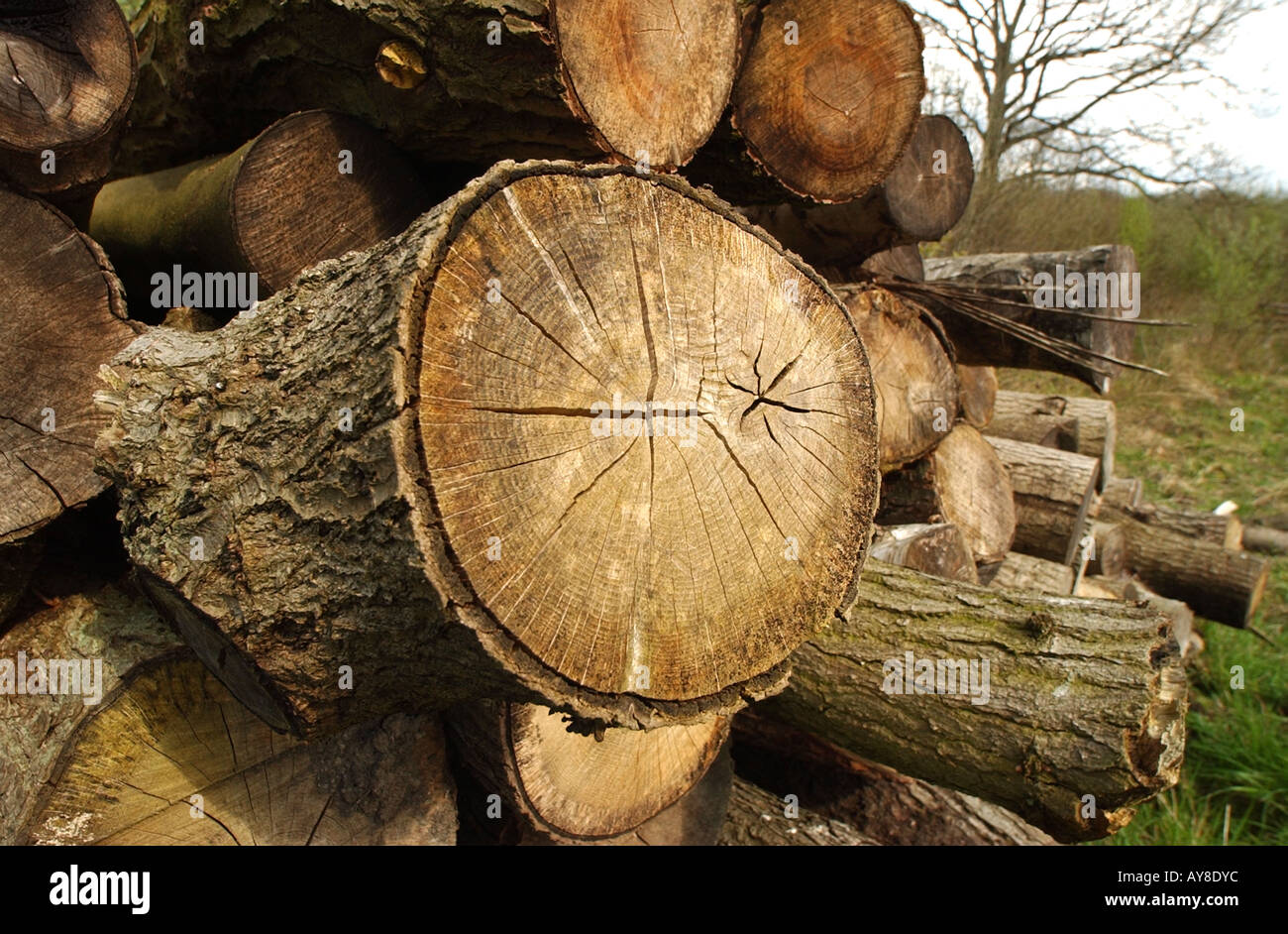 Logs at Foxley Wood the largest remaining block of ancient woodland in ...