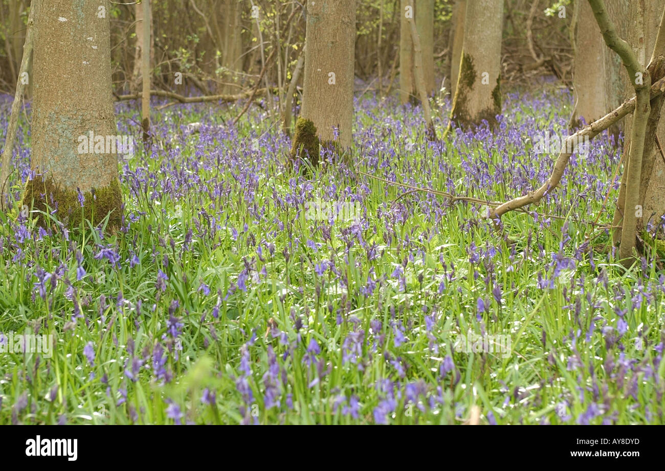 Bluebells at Foxley Wood the largest remaining block of ancient ...