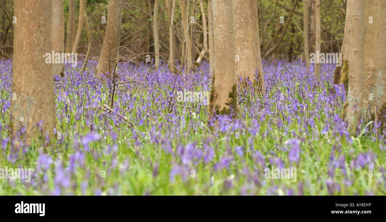 Foxley Wood Nature Norfolk High Resolution Stock Photography and Images ...