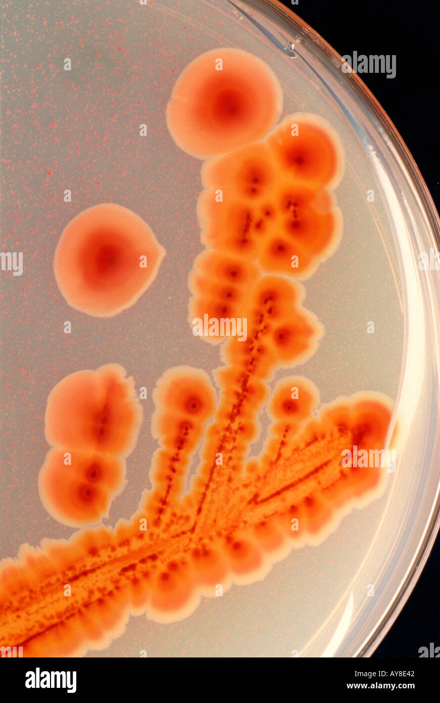 Cell growth culture on petri dish in laboratory Stock Photo - Alamy