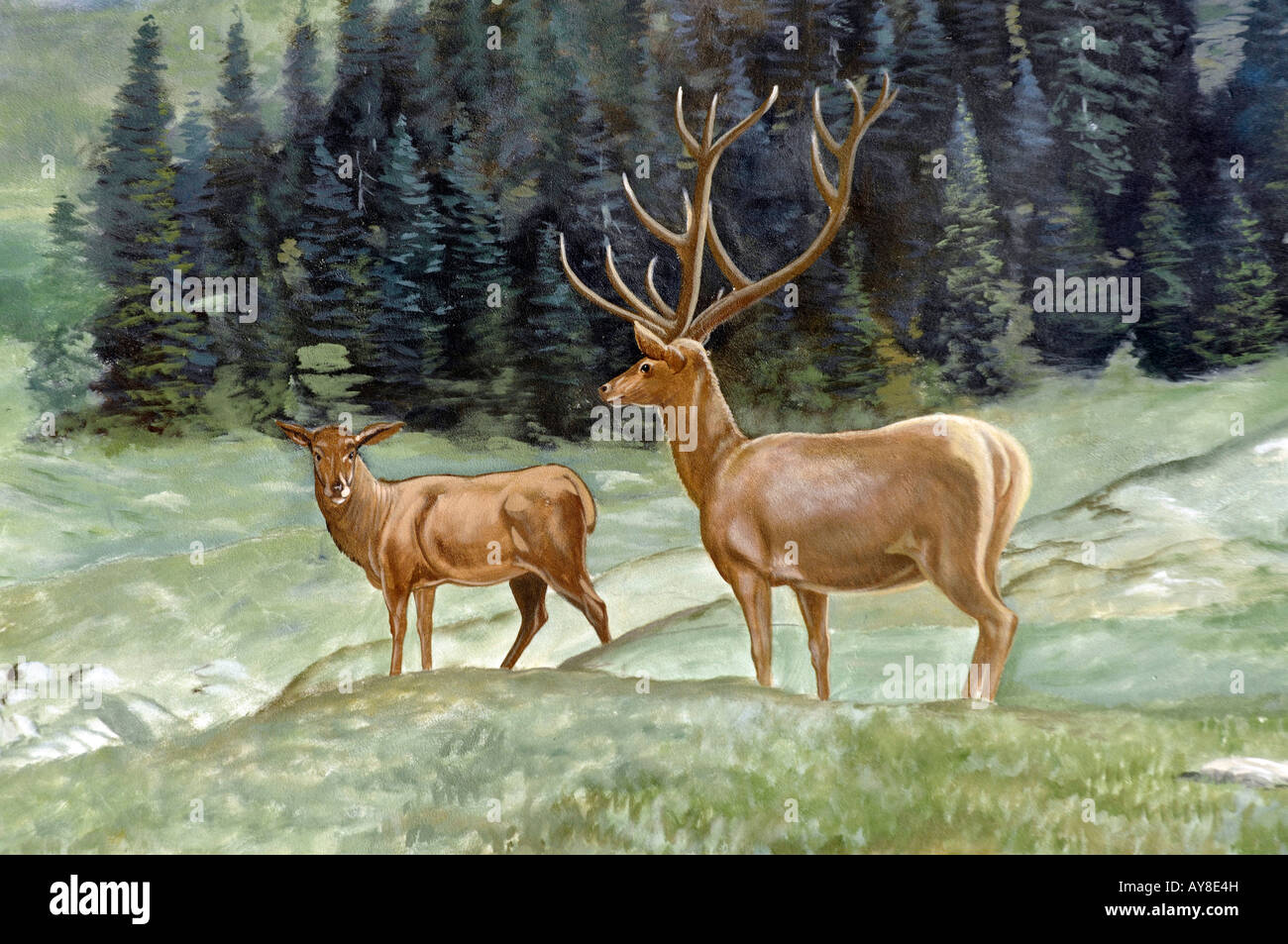 stag deer two bavaria garmisch partenkirchen deutschland south europe ...