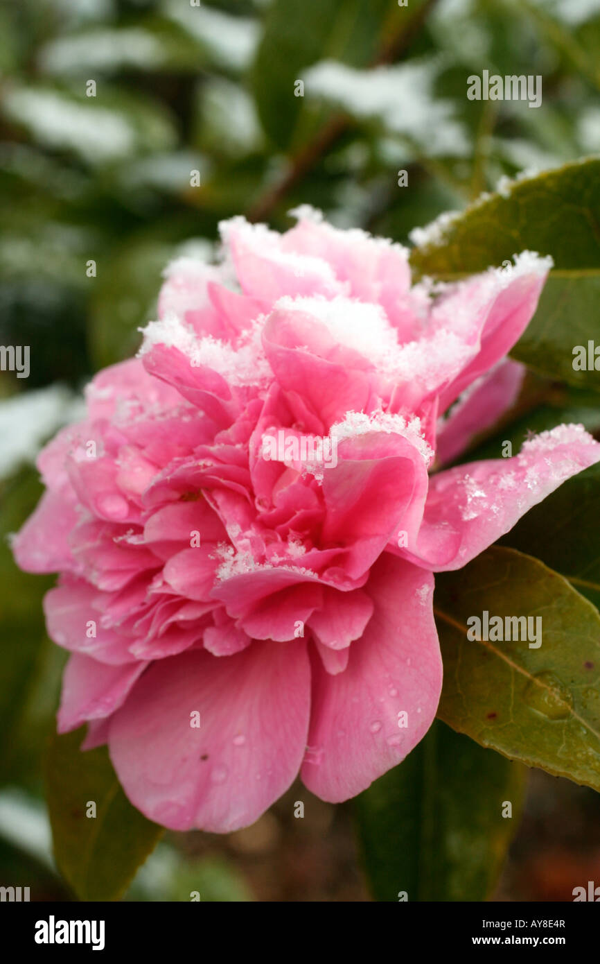 APRIL SNOW ON CAMELLIA X WILLIAMSII DEBBIE FLOWERS Stock Photo - Alamy