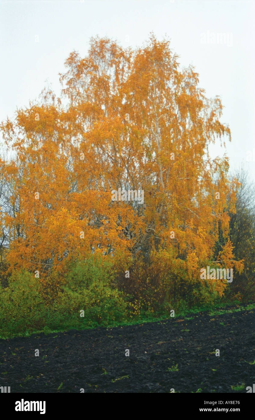 Yellow birch tree in fog Altai Russia Stock Photo - Alamy