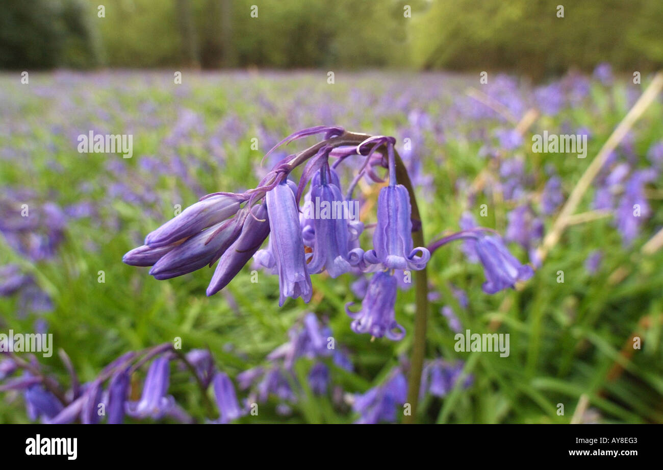 Bluebells at Foxley Wood the largest remaining block of ancient ...