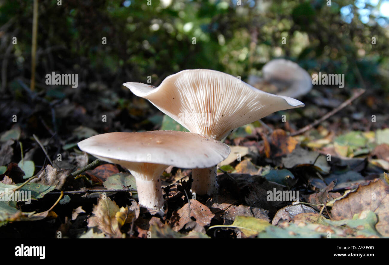 Clitocybe nebularis clouded agaric fungus in woodland at Bawdeswell ...