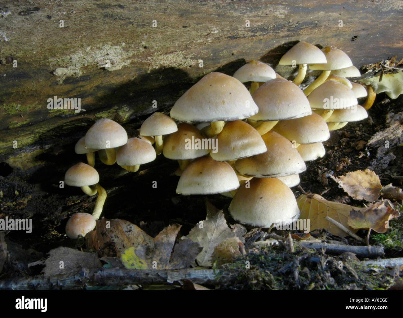 Sulphur Tuft fungi Hypholoma Fasciculare in woodland Stock Photo - Alamy