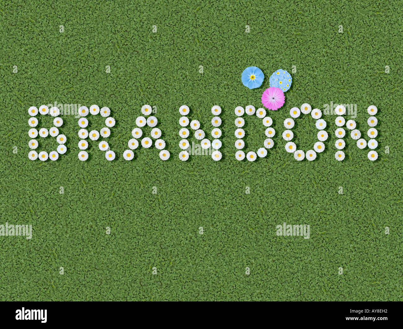 Brandon flowers hi-res stock photography and images - Alamy