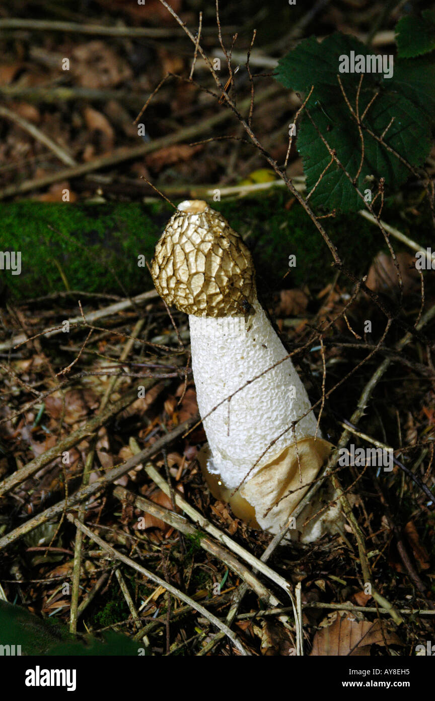 Forest stink horn hi-res stock photography and images - Alamy