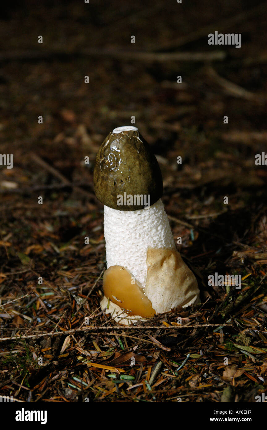 Fungi that decompose insects hi-res stock photography and images - Alamy