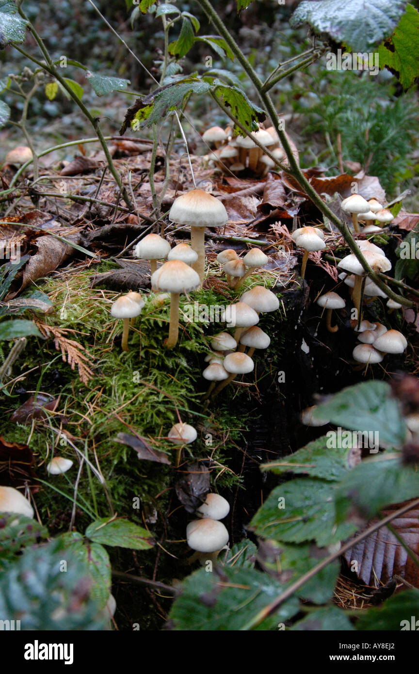 Hypholoma fasciculare spores hi-res stock photography and images - Alamy