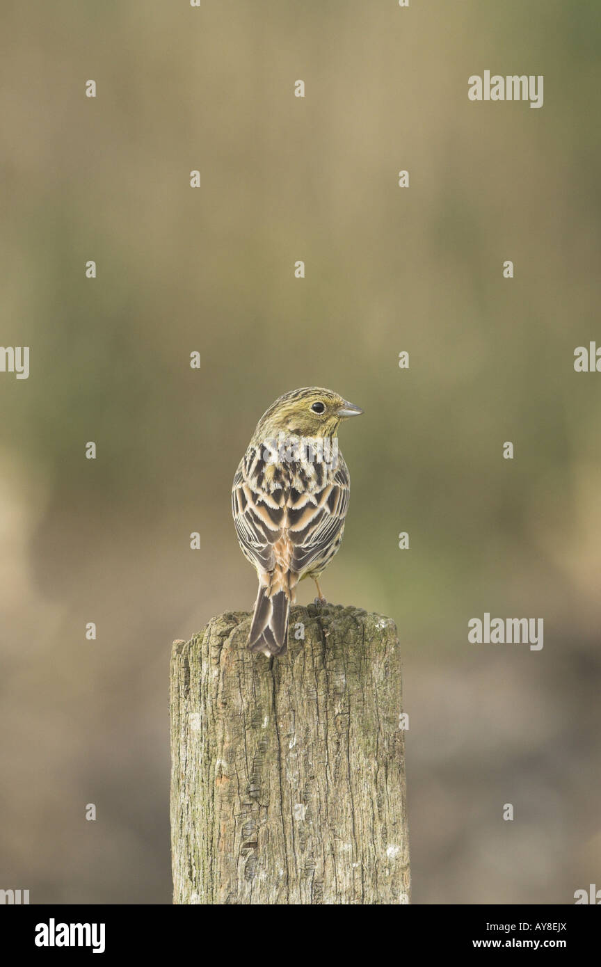 Female yellowhammer uk hi-res stock photography and images - Alamy