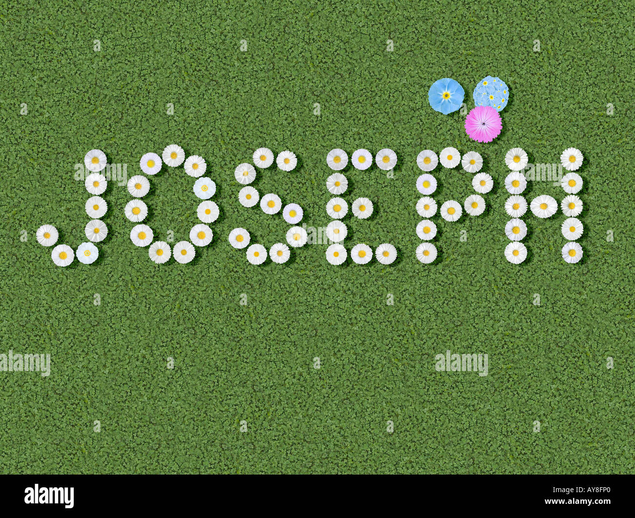 forename Joseph written with daisies on clover lawn celebrating the ...