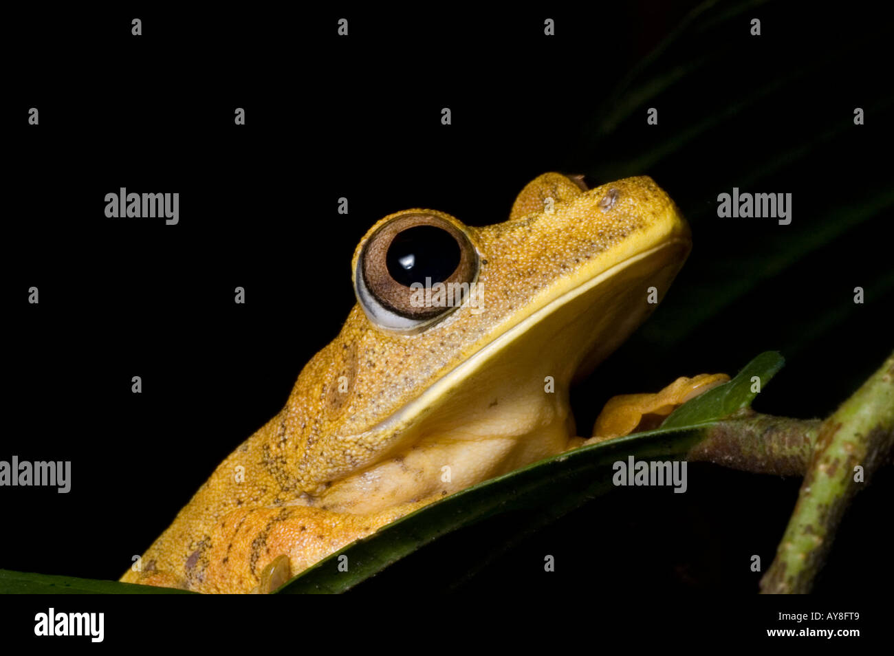 map tree frog hyla geographica in amazon rainforest ecuador Stock Photo ...