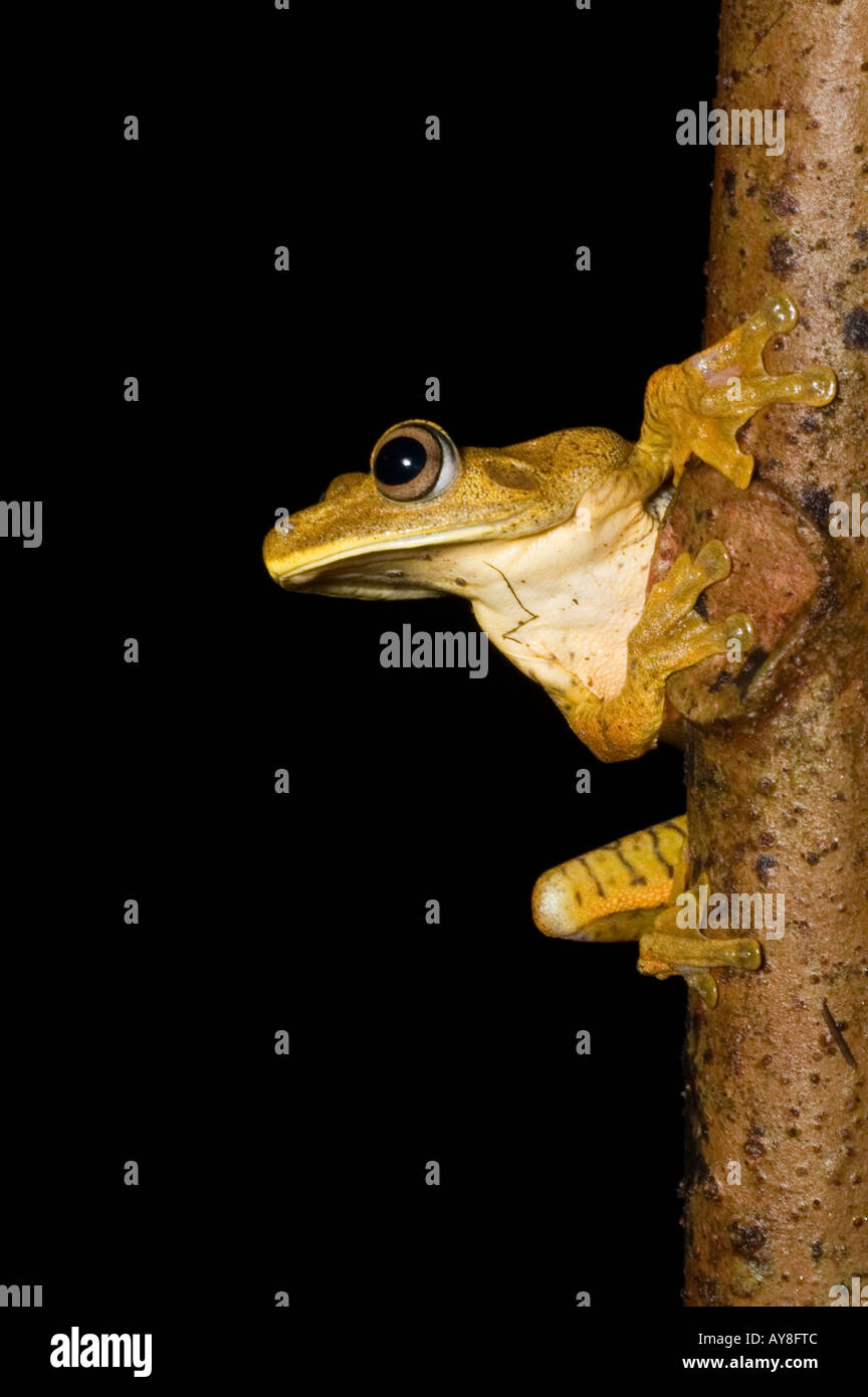 map tree frog hyla geographica in amazon rainforest ecuador Stock Photo ...