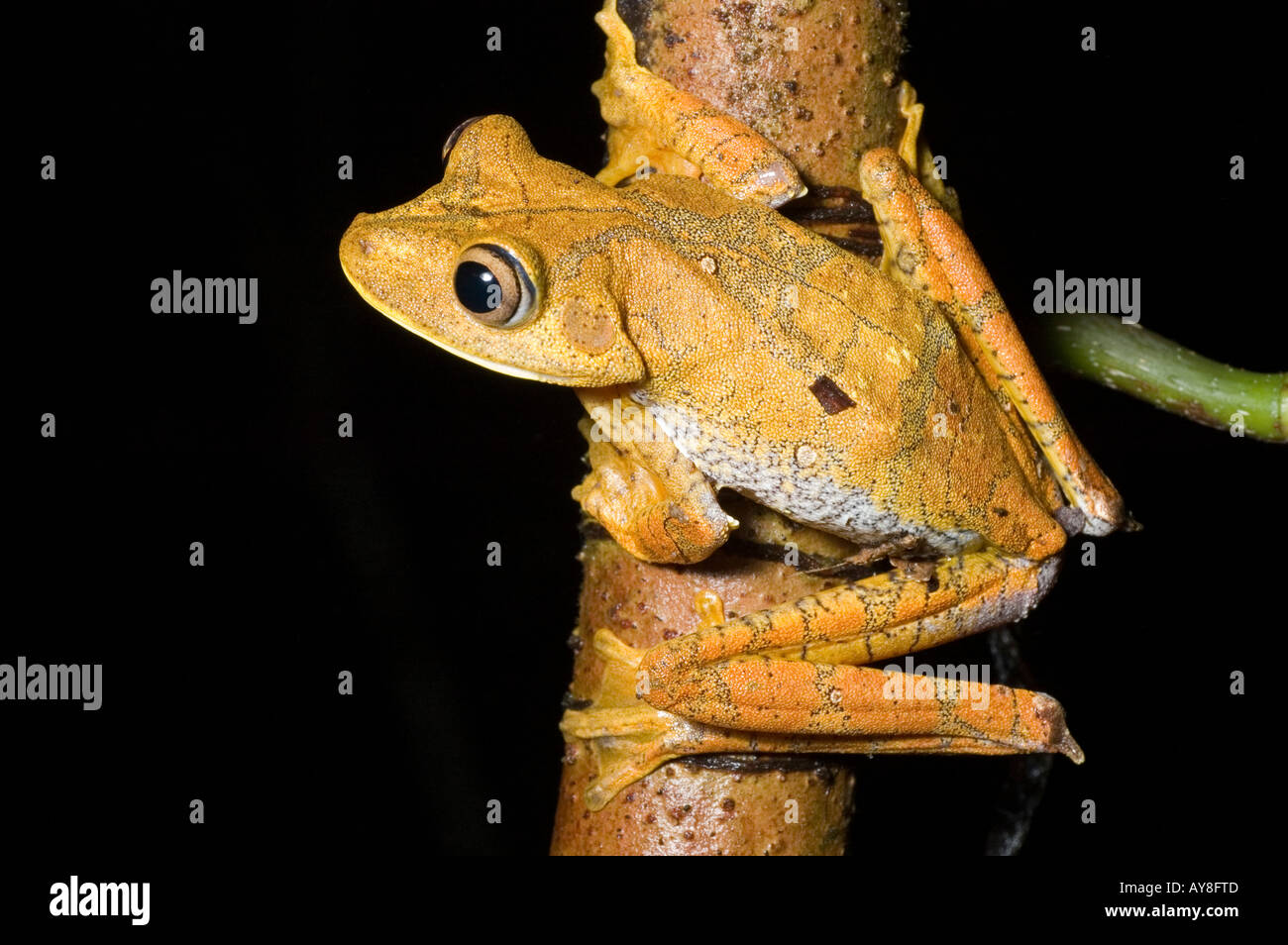 map tree frog hyla geographica in amazon rainforest ecuador Stock Photo ...