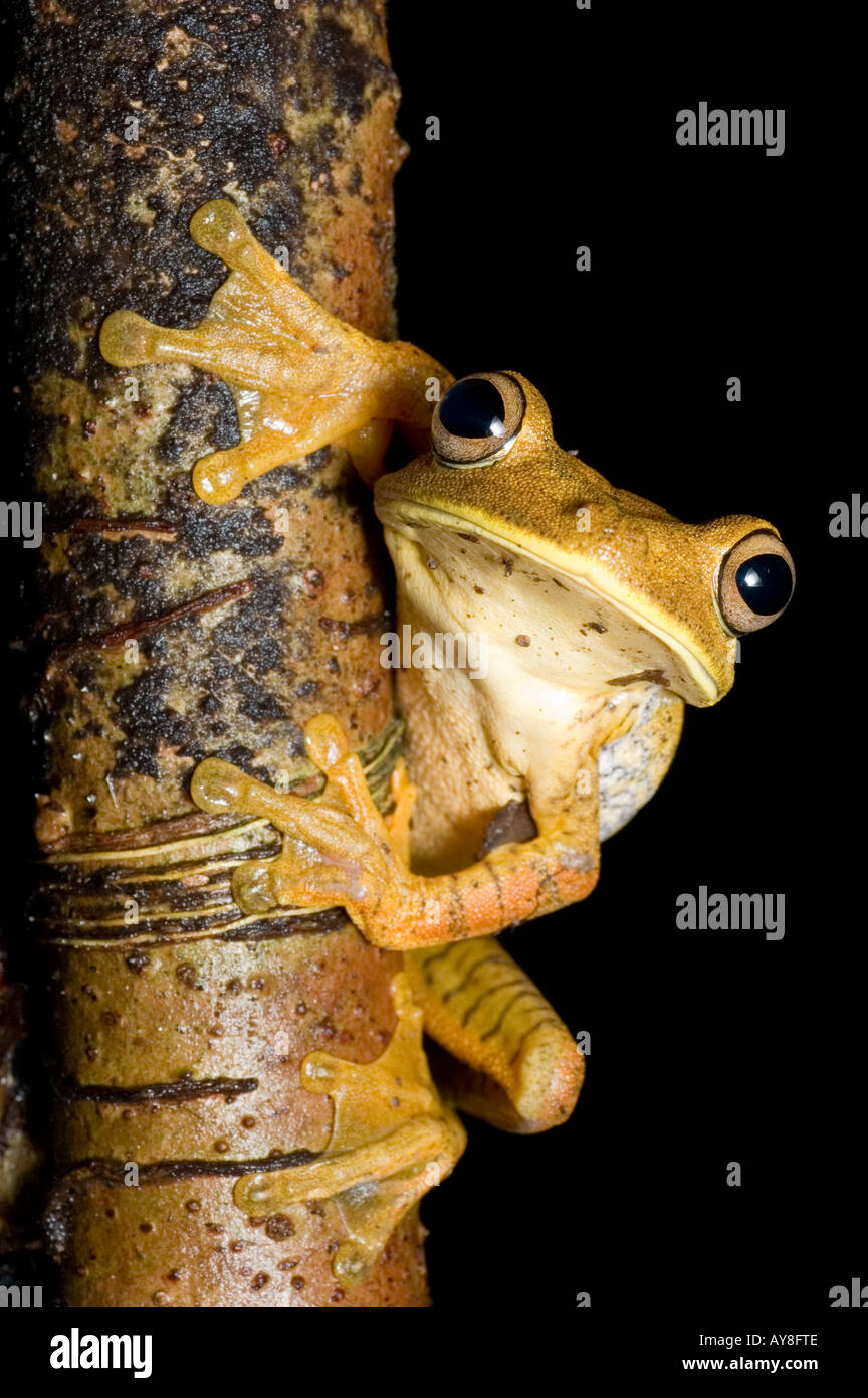 map tree frog hyla geographica in amazon rainforest ecuador Stock Photo ...