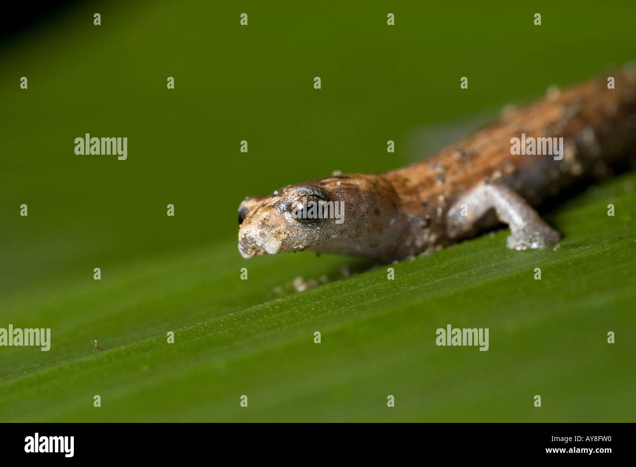 amazon climbing salamander in amazon rainforest ecuador Stock Photo - Alamy