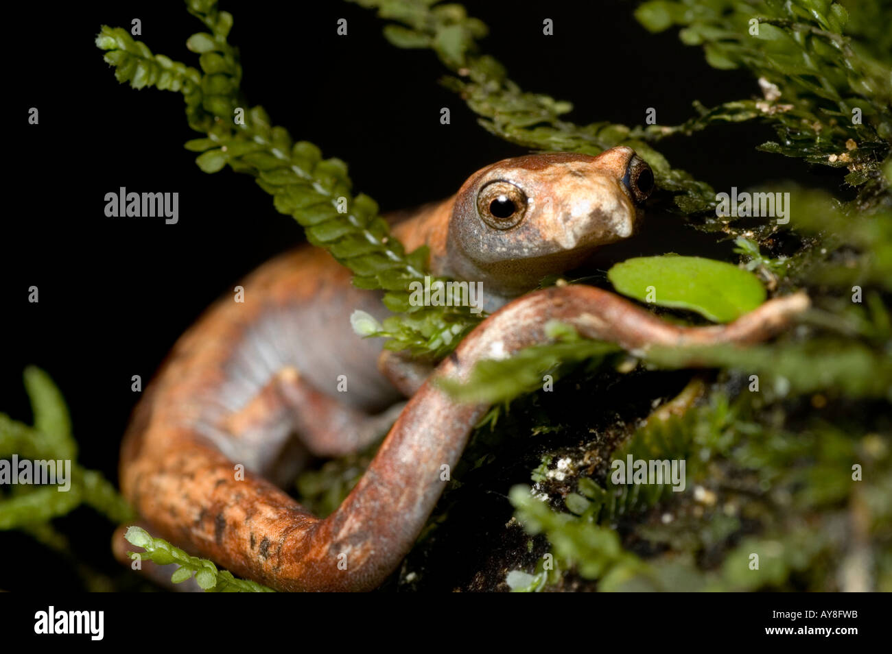 climbing salamander in the amazon rainforest, ecuador Stock Photo - Alamy