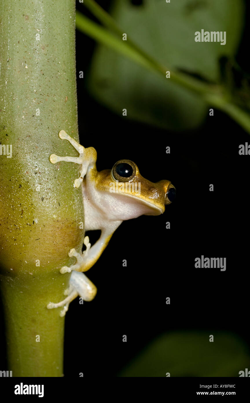 Spotted thighed tree frog hi-res stock photography and images - Alamy