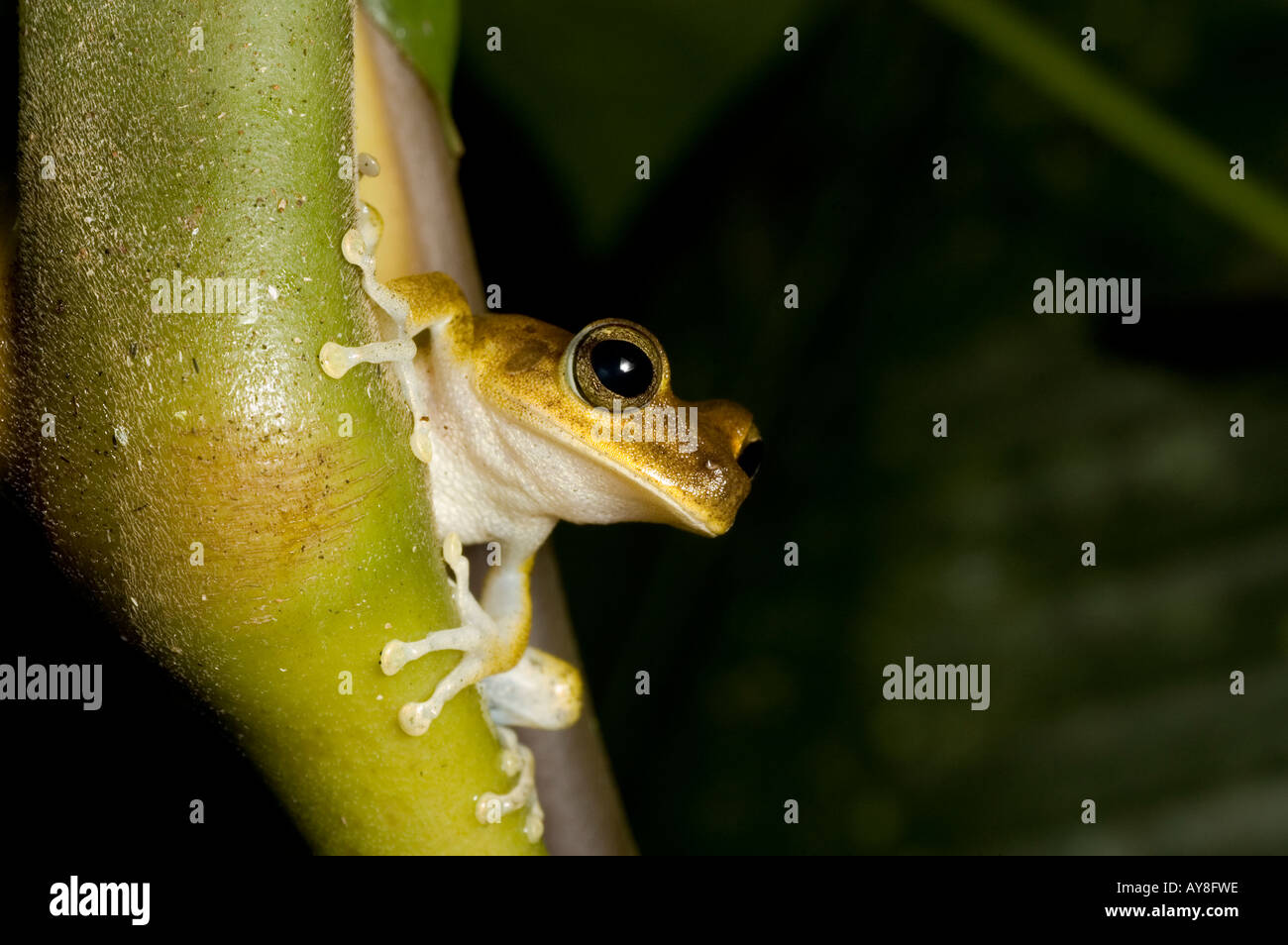 Spotted thighed tree frog hi-res stock photography and images - Alamy