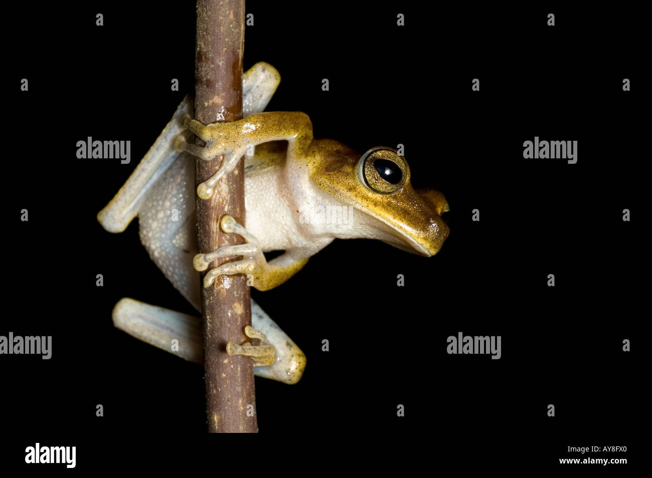 Spotted thighed tree frog hi-res stock photography and images - Alamy