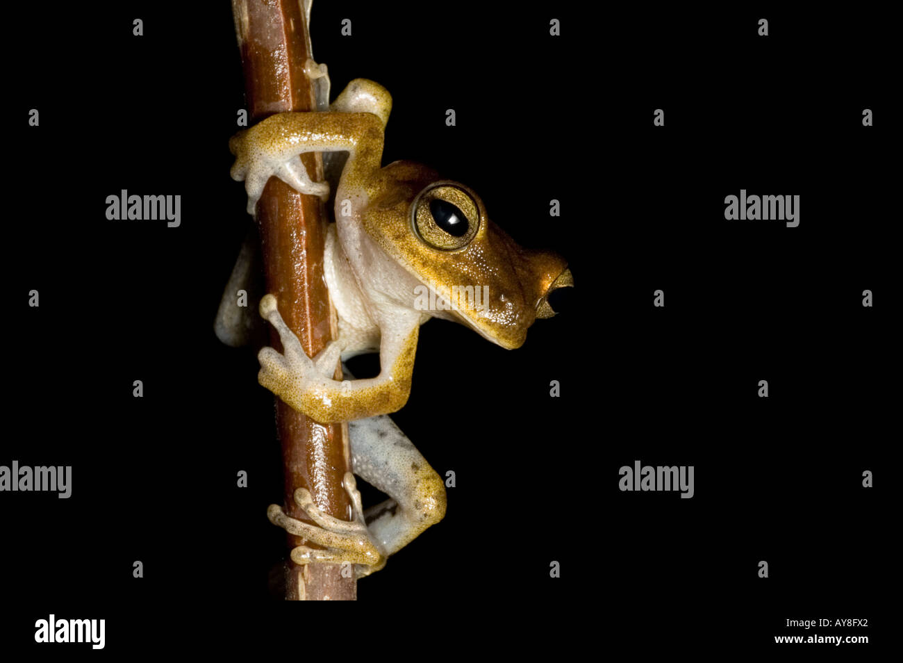 Spotted thighed tree frog hi-res stock photography and images - Alamy