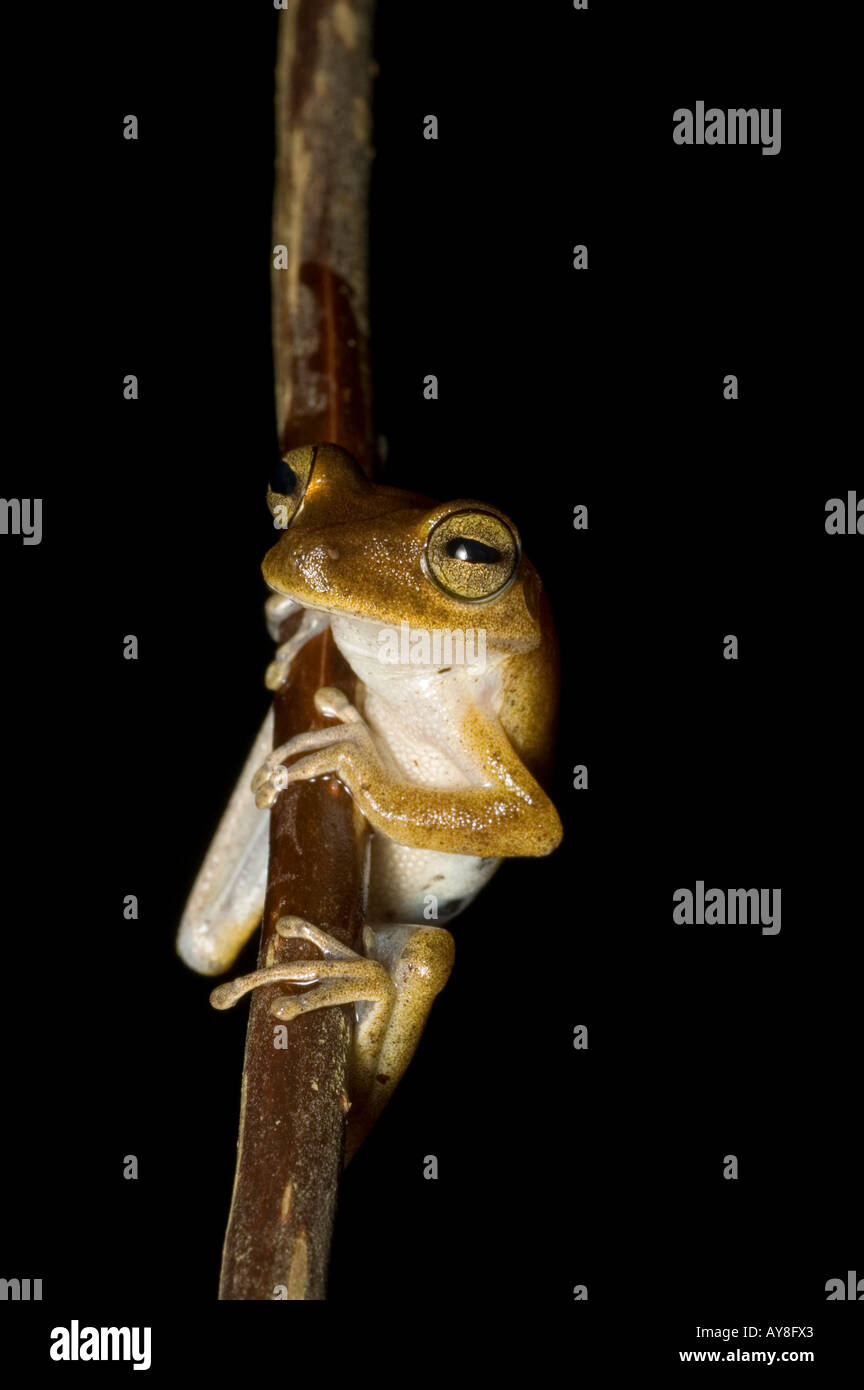Spotted thighed tree frog hi-res stock photography and images - Alamy