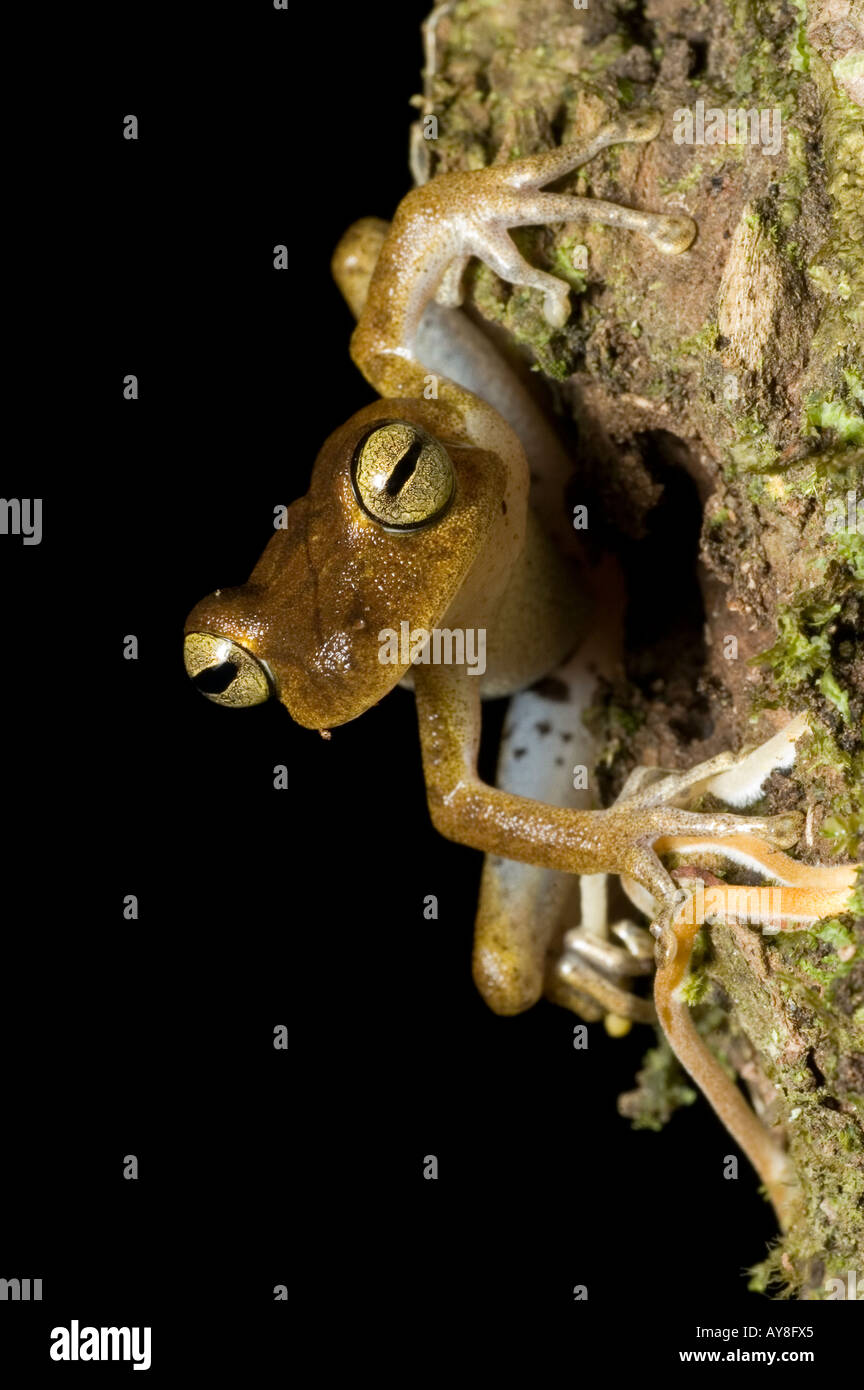 Spotted thighed tree frog hi-res stock photography and images - Alamy