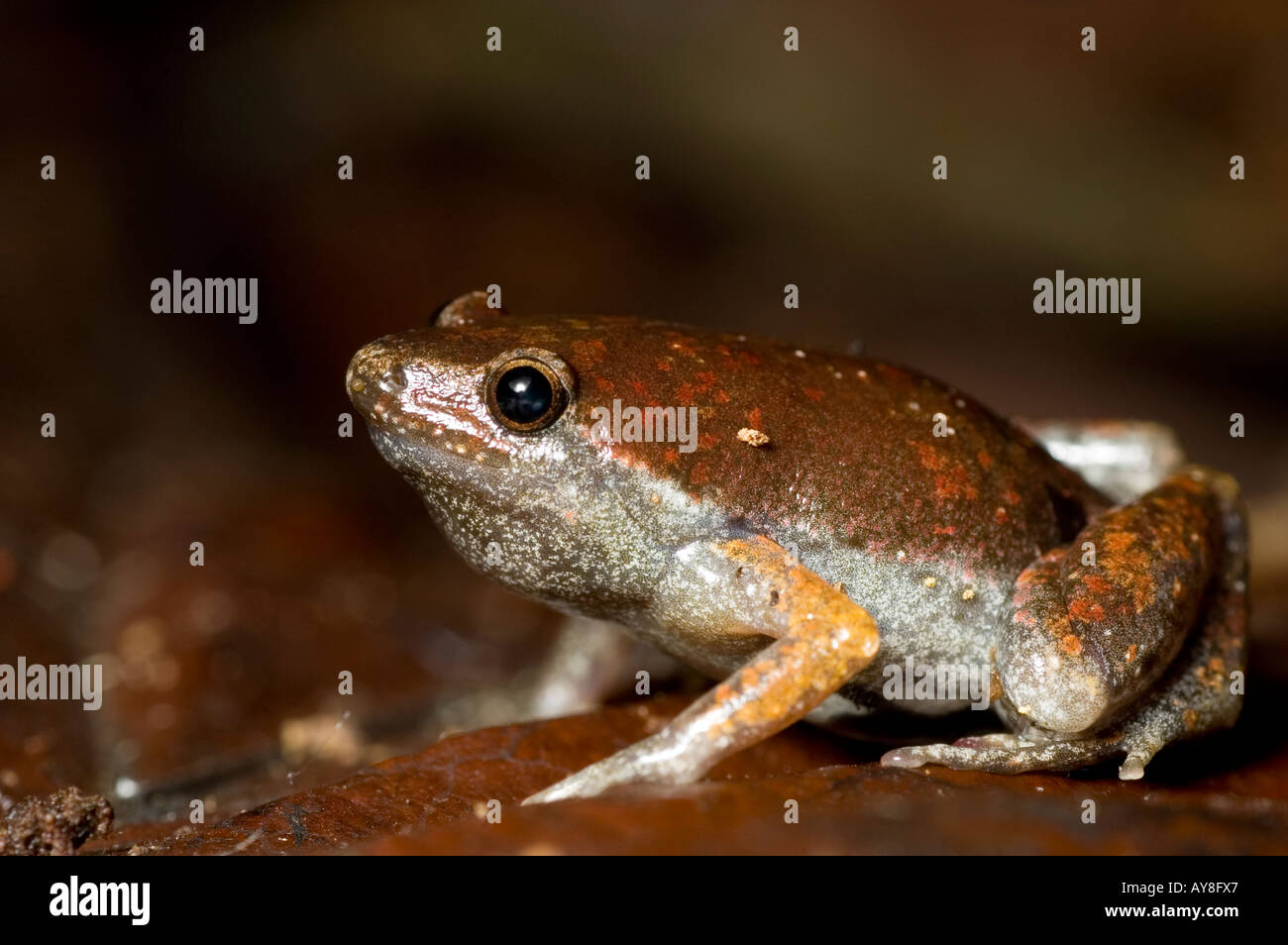 Amazon sheep frog hi-res stock photography and images - Alamy