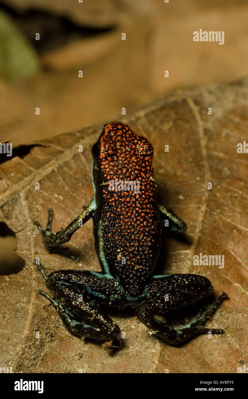 poison dart frog Stock Photo - Alamy