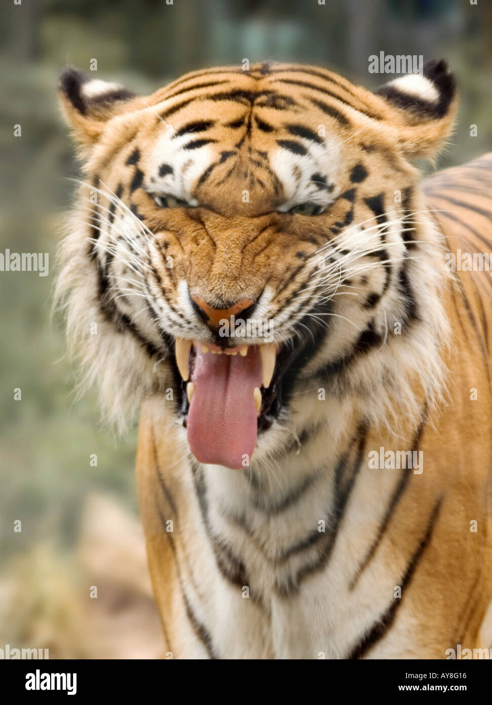 Siberian Tiger yawning Stock Photo - Alamy