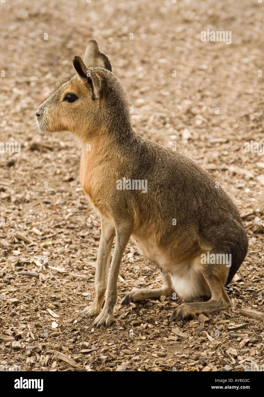 Red necked wallaby MACROPUS RUFOGRISEUS Stock Photo - Alamy