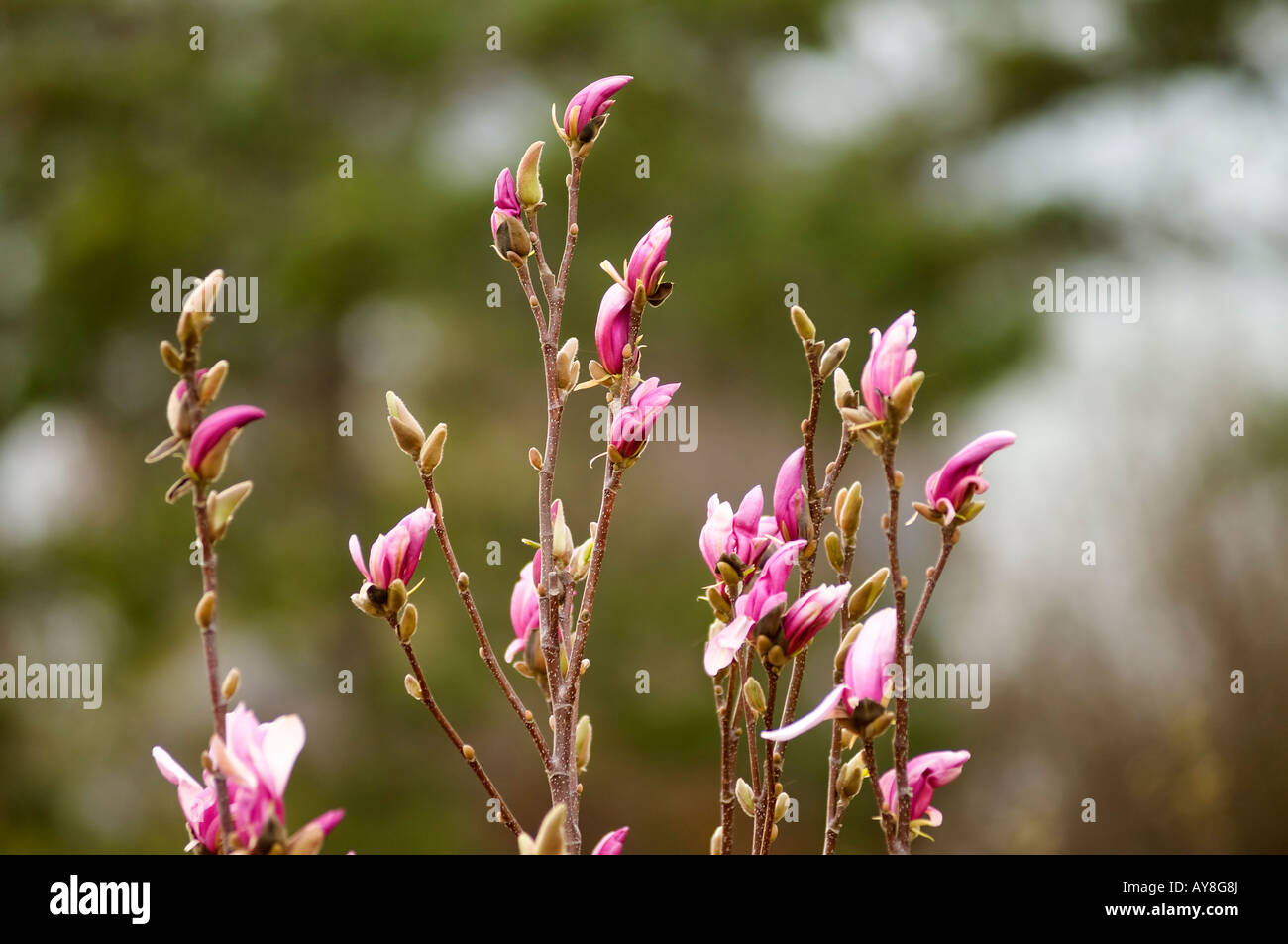 a plant in spring season Stock Photo - Alamy